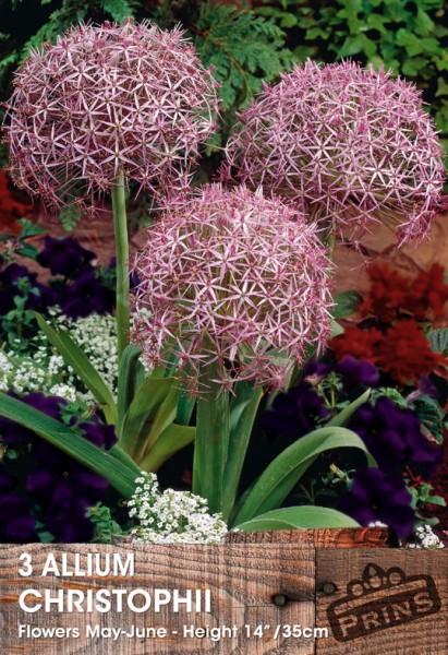 Spring Flowering Bulbs – Allium Christophii – Reg Taylors Garden Centre ...