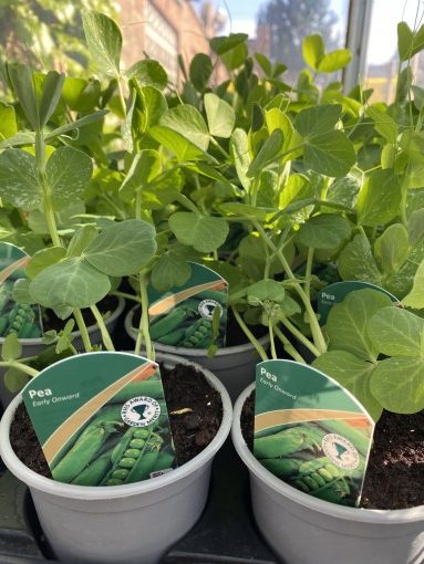 Pea Early Onward – Reg Taylors Garden Centre | Southwell | Notts